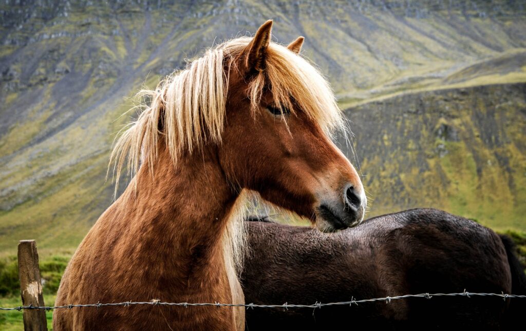 Beautiful Horse Wallpapers 【2023】 - Globalendar