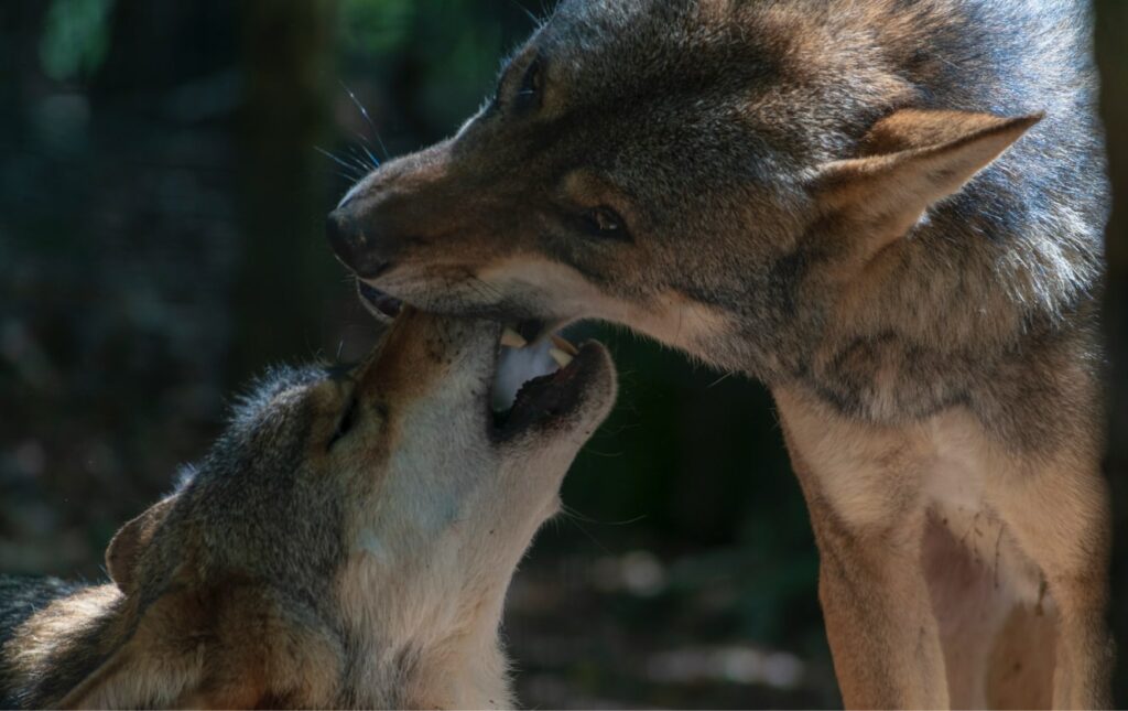 Fondos de pantalla lobos 4k 【2023】 - Globalendar