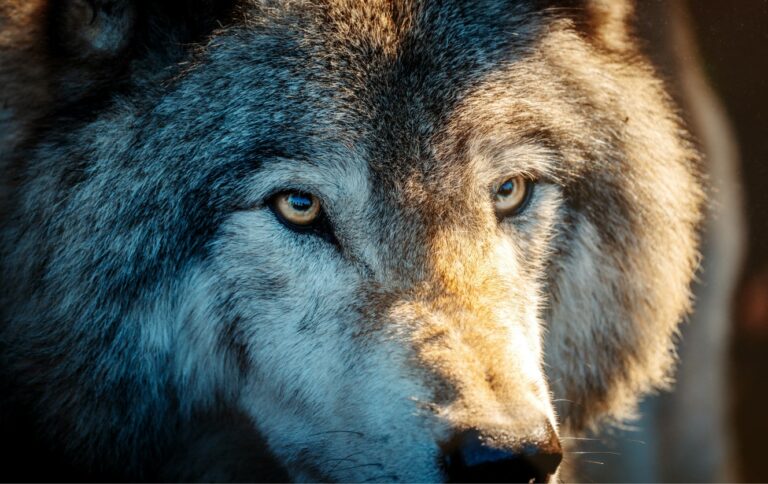 Papel de parede de lobos em 4K 【2023】 - Globalendar